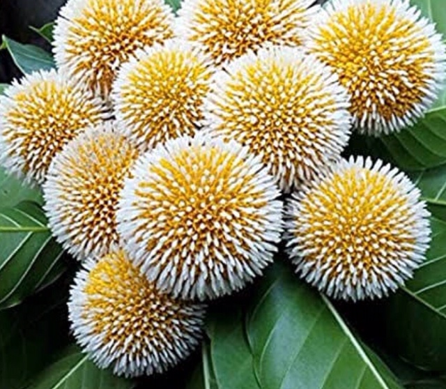 Profound Compound - SACSO Online - Sri Aurobindo Central Sales Organisation